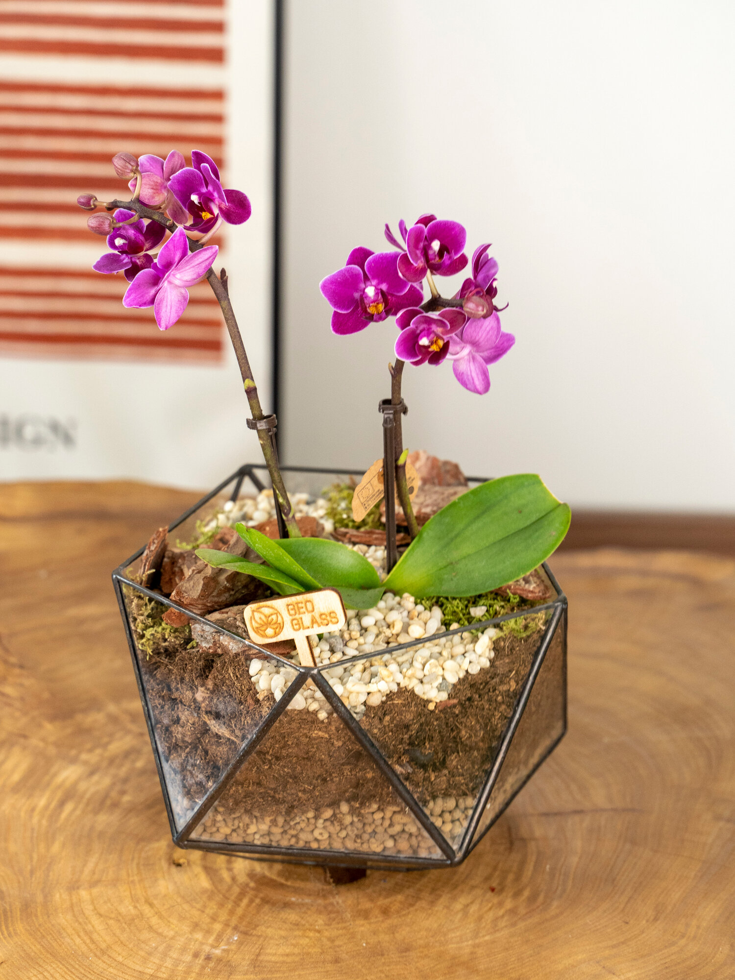 Geo Glass: Орхидея в горшке живая , стеклянное кашпо Тиффани , комнатные растения , подарок