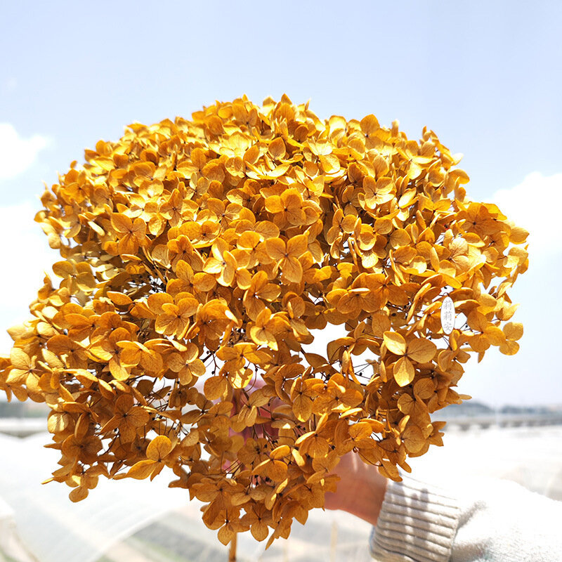 Вечная гортензия Анна, маленькие листья, цветное поглощение, отбеленный DIY цветочный материал, настоящий цветок, фабрика Юньнань, в наличии, оптовая продажа, сухой цветок