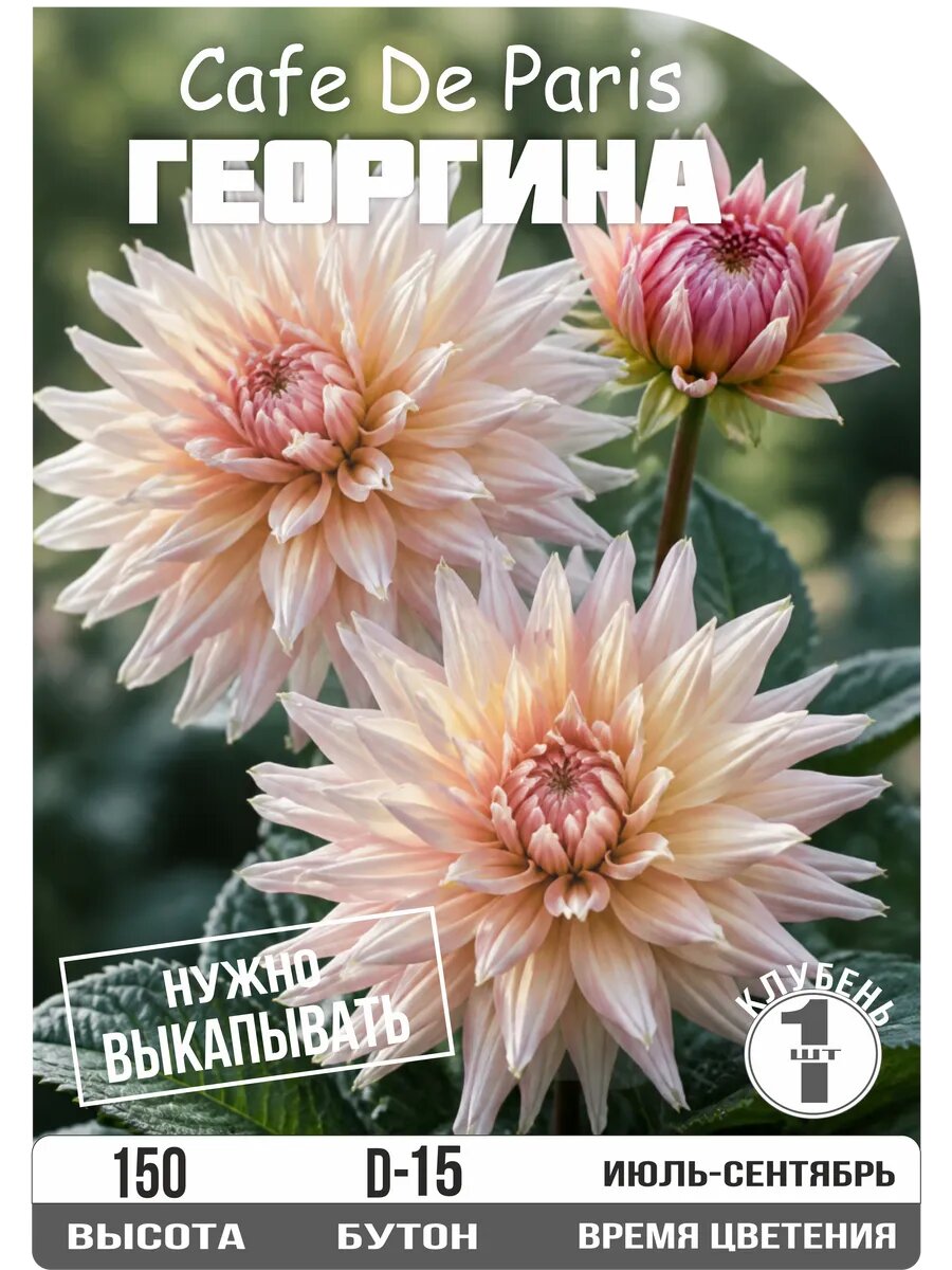Георгины Кафе де Пари клубни многолетние 1 шт. высота 150 см
