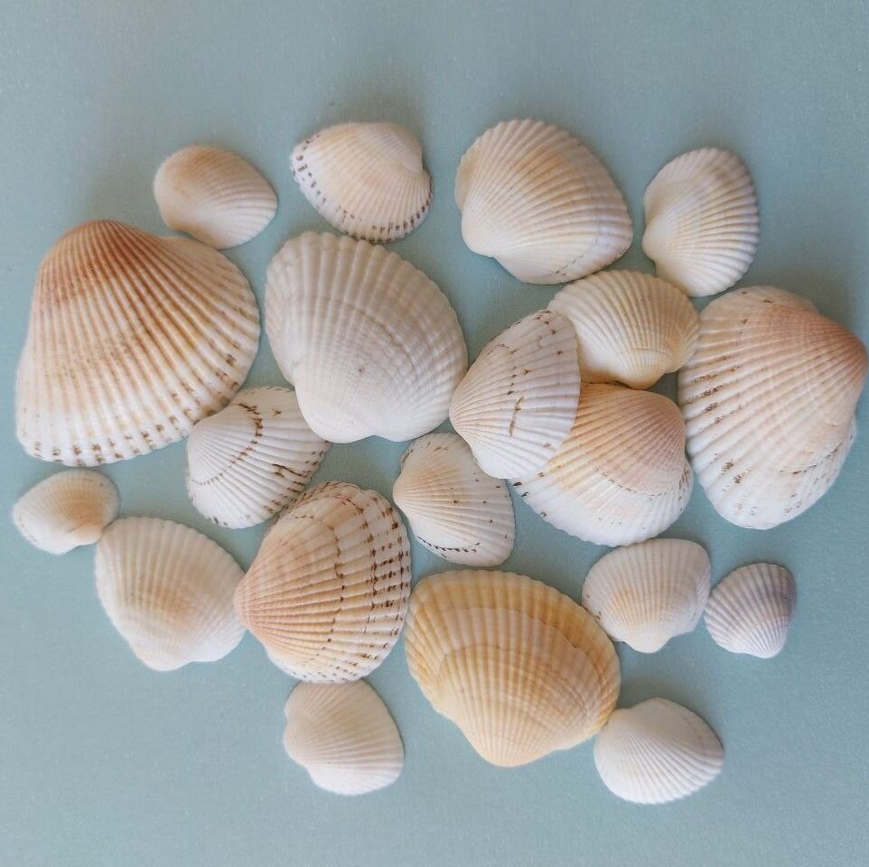 Ракушки натуральные для декора, интерьера, в аквариум, 25шт, разного цвета