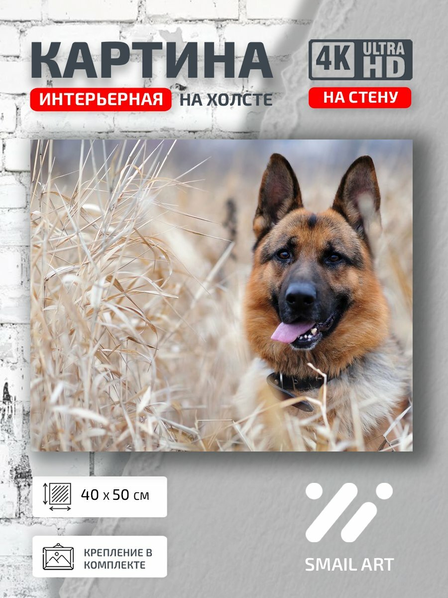 Картина на холсте интерьерная 40 на 50 на стену Собака Landscape для кафе пейзаж интерьер