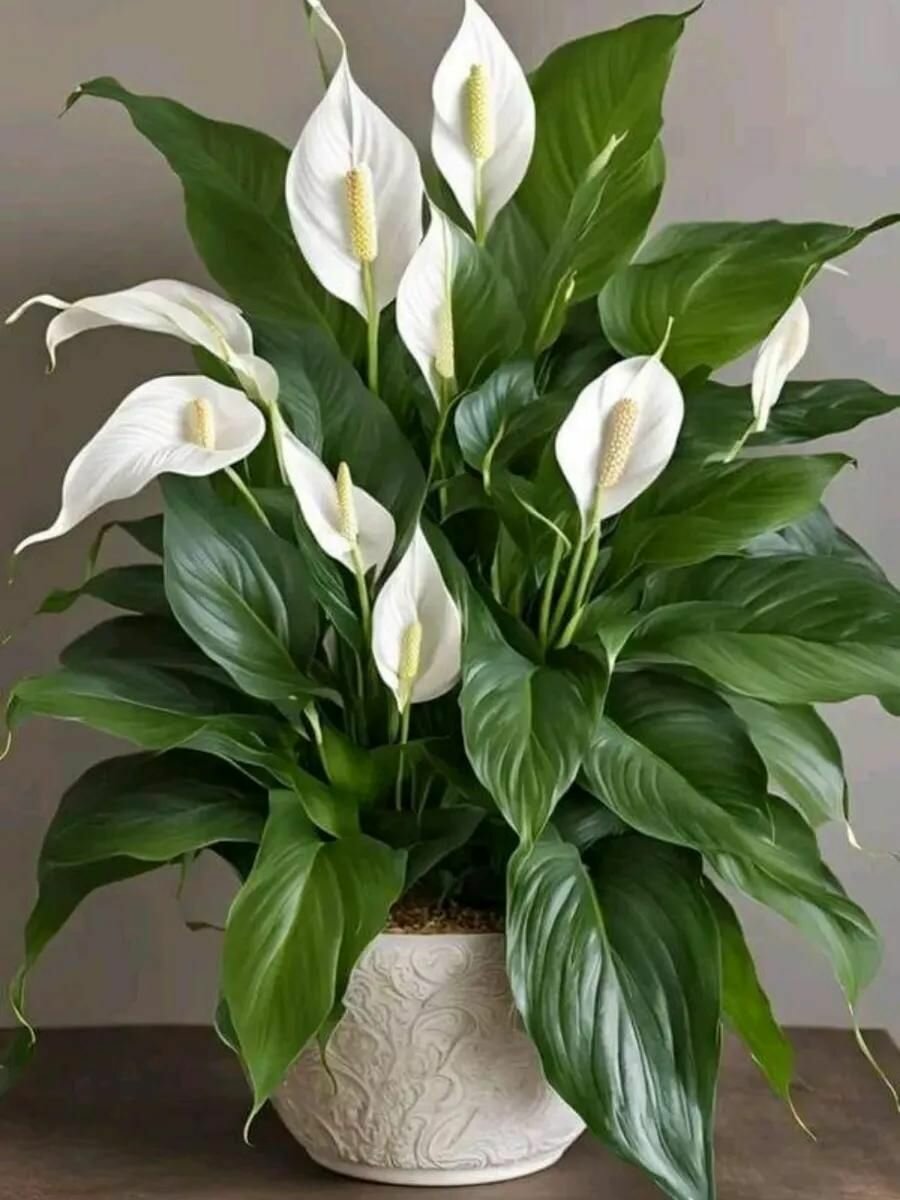 Комнатное растение GREEN TOWN "Спатифиллум", 35см, в горшке 9см, многолетнее