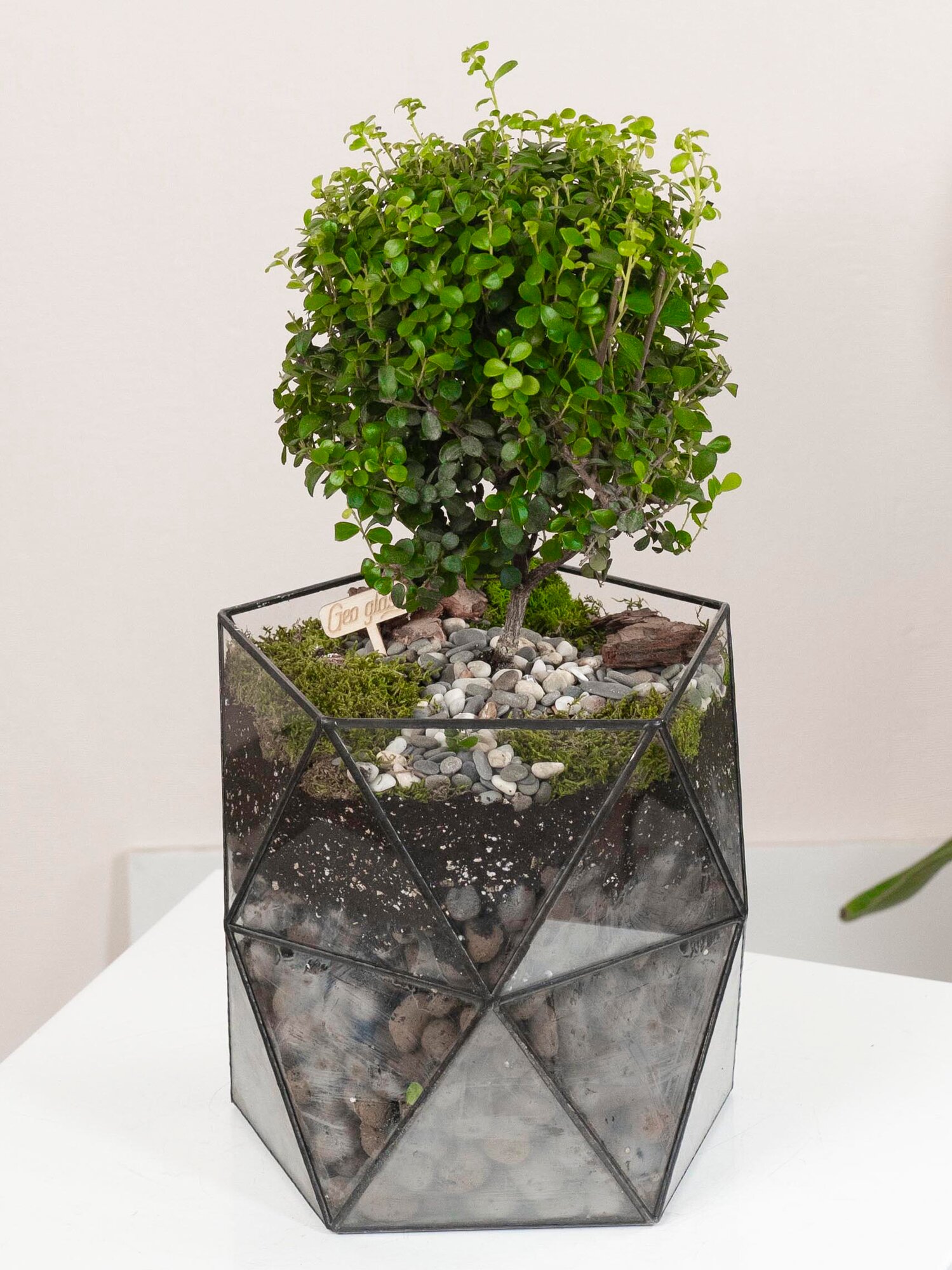 Geo Glass: Мирт , мирсина африканская , стеклянное кашпо Тиффани , подарок 40 см