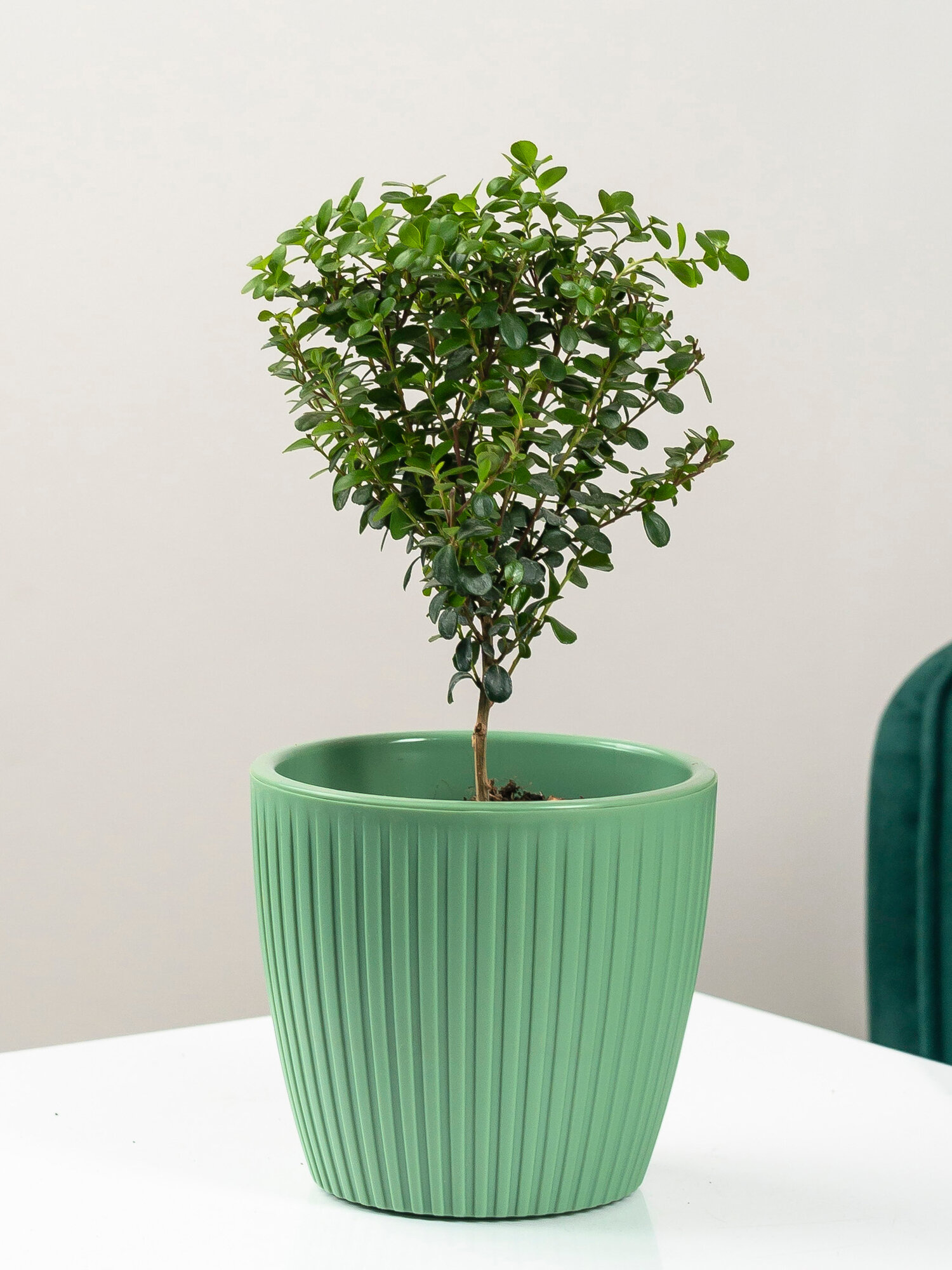 Geo Glass: Дереов мирсина , мирт дерево в интерьерном кашпо 25-30 см