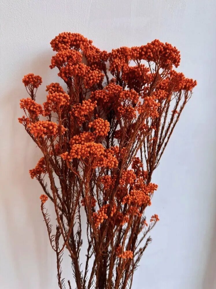 Сухоцветы Озотамнус, 55 см