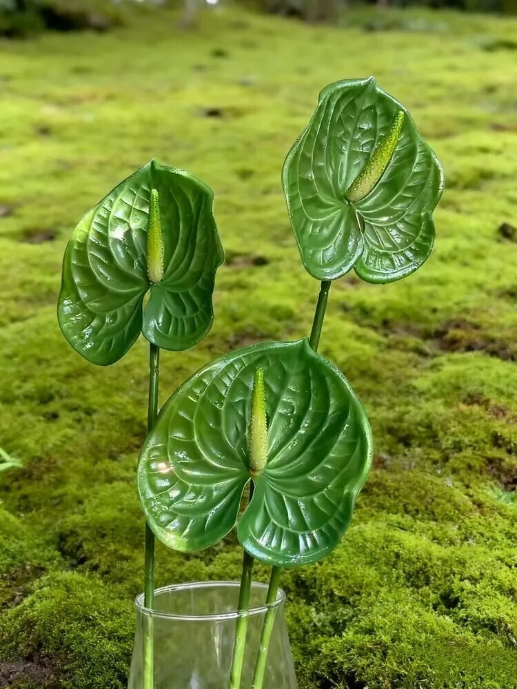 Стабилизированные цветы Антуриум, 91 гр, 3 шт