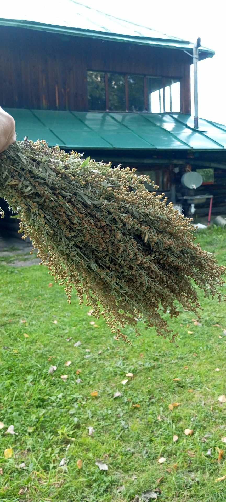 Веник из полыни