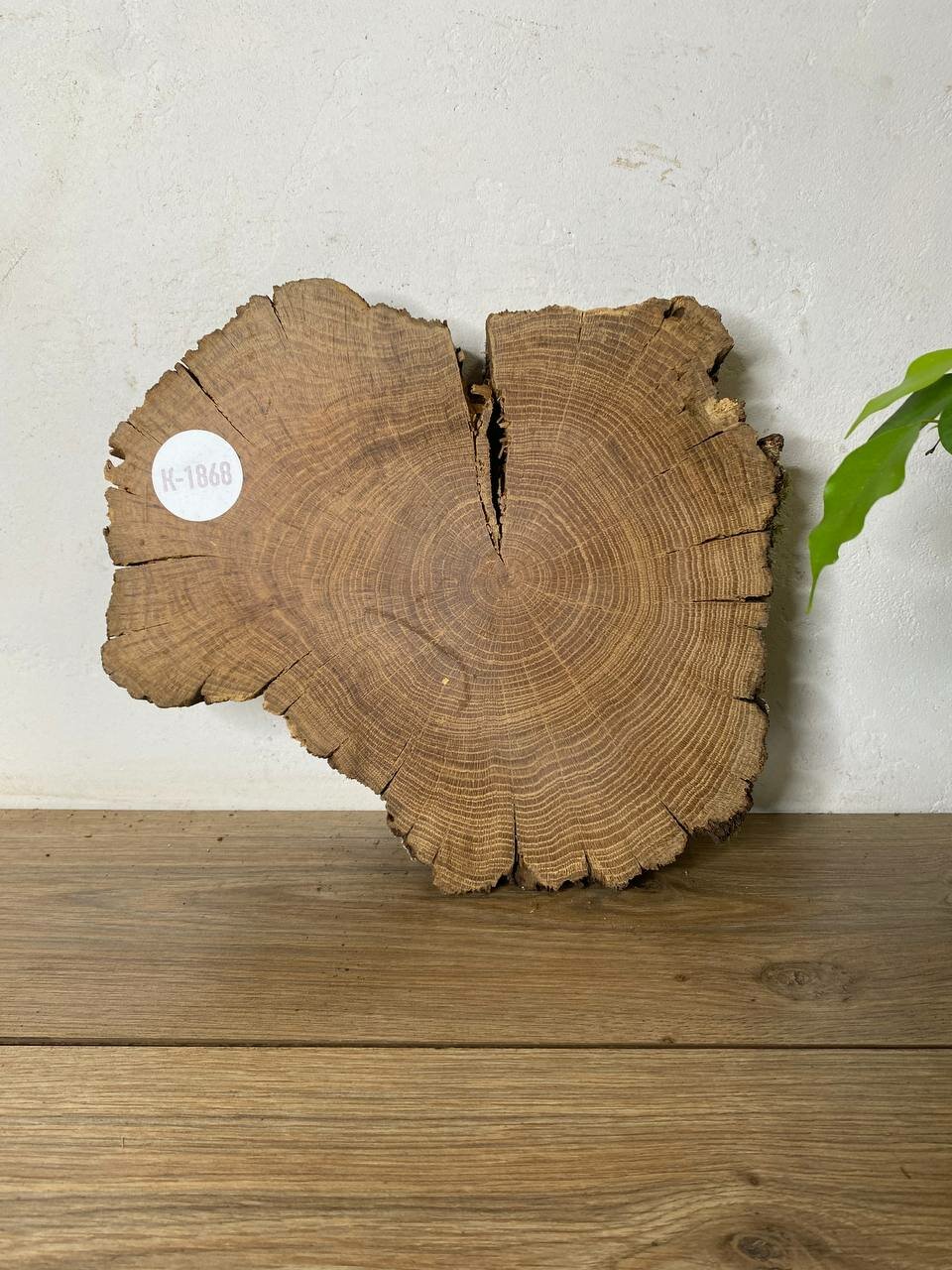 Спил дуб . Габаритные размеры 30х27х6,5 см. Шлифованный с 2-х сторон. артикул к1868