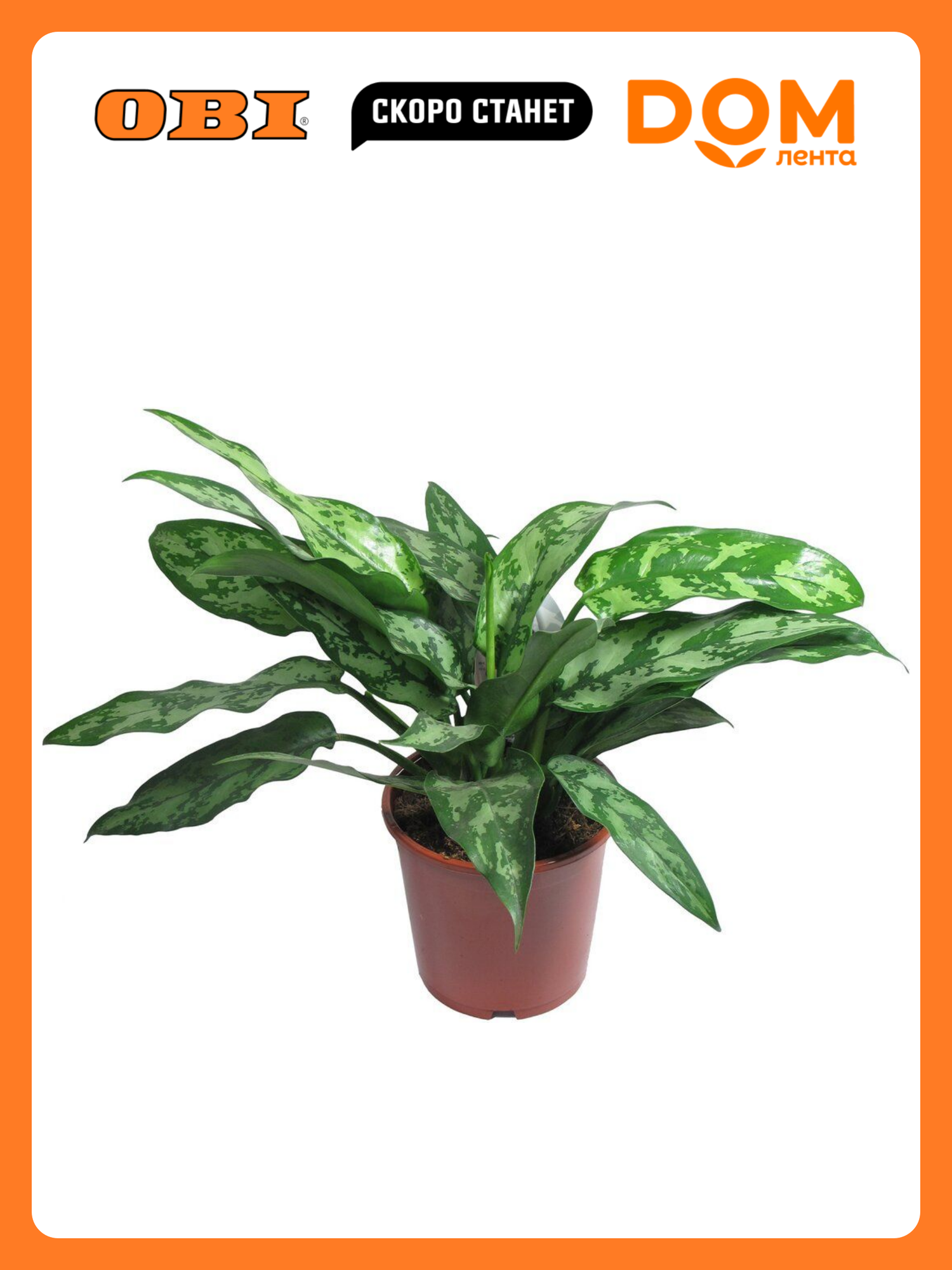 Аглаонема "Мария Кристина", декоративно-лиственное растение, высота до 70 см