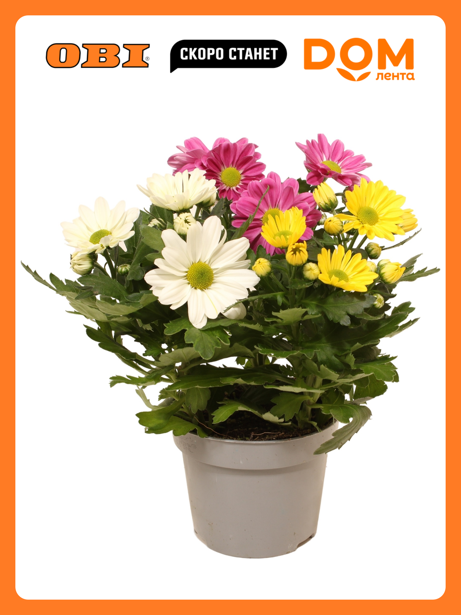 Растение Хризантема Карнавал