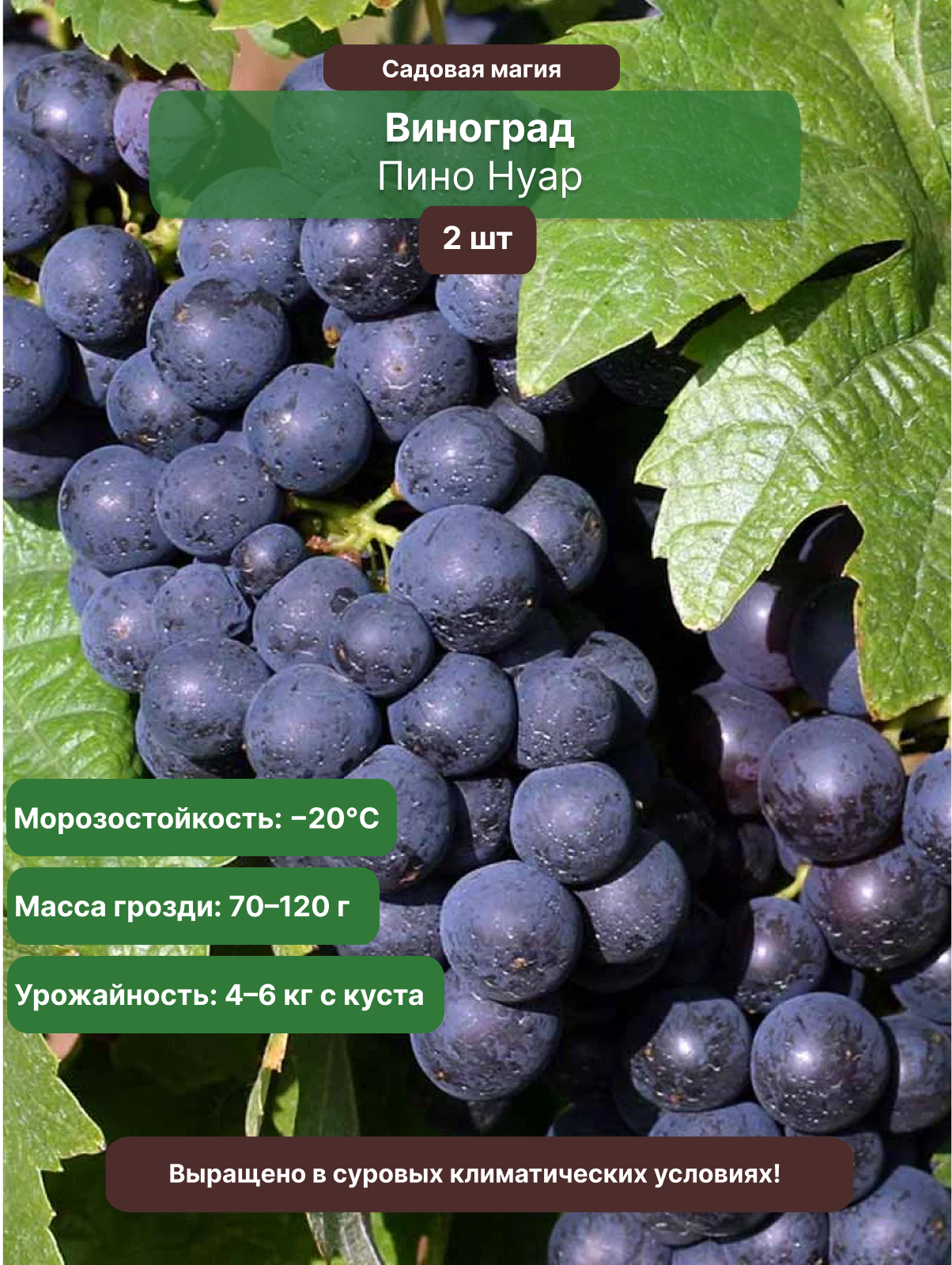 Виноград Пино Нуар (2 шт) / многолетний, позднеспелый, морозостойкий сорт