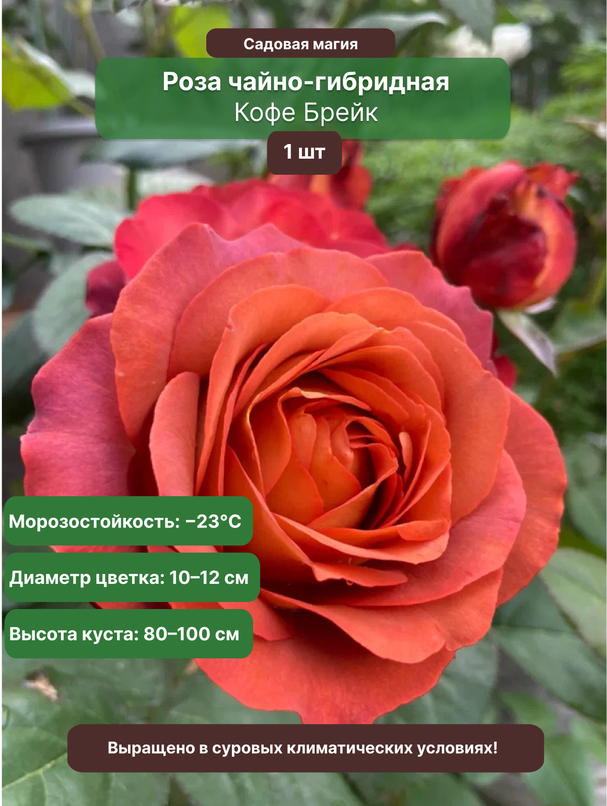 Роза "Кофе Брейк", 1 саж, чайно-гибридный сорт, многолетник, бордовый цвет, высота 50см