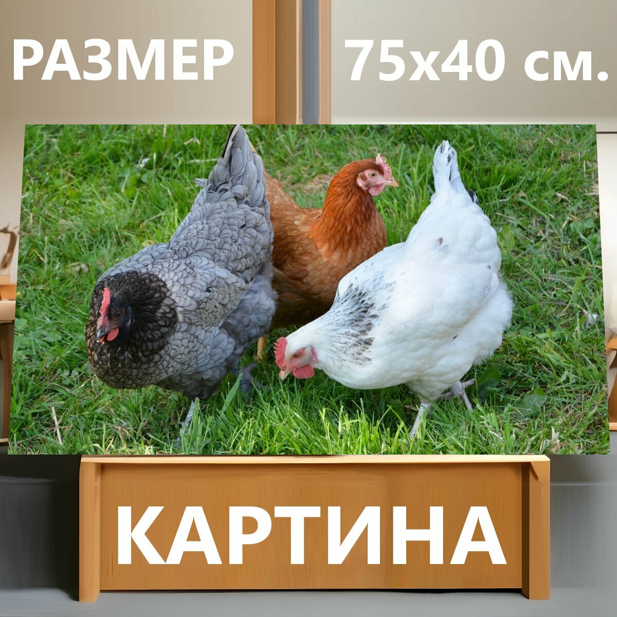 Картина на холсте "Куры, несушки, двор" на подрамнике 75х40 см. для интерьера