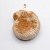 Аммонит Perisphinctes (Мадагаскар) 57 г.