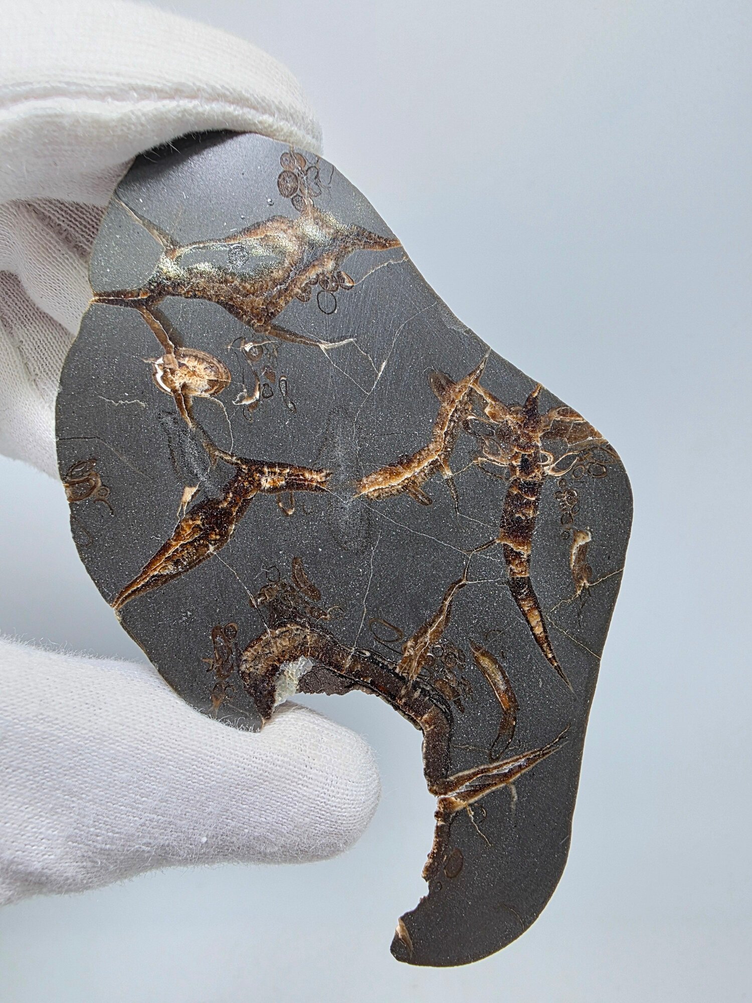 Септария (полированная) 95 мм, 122 г.