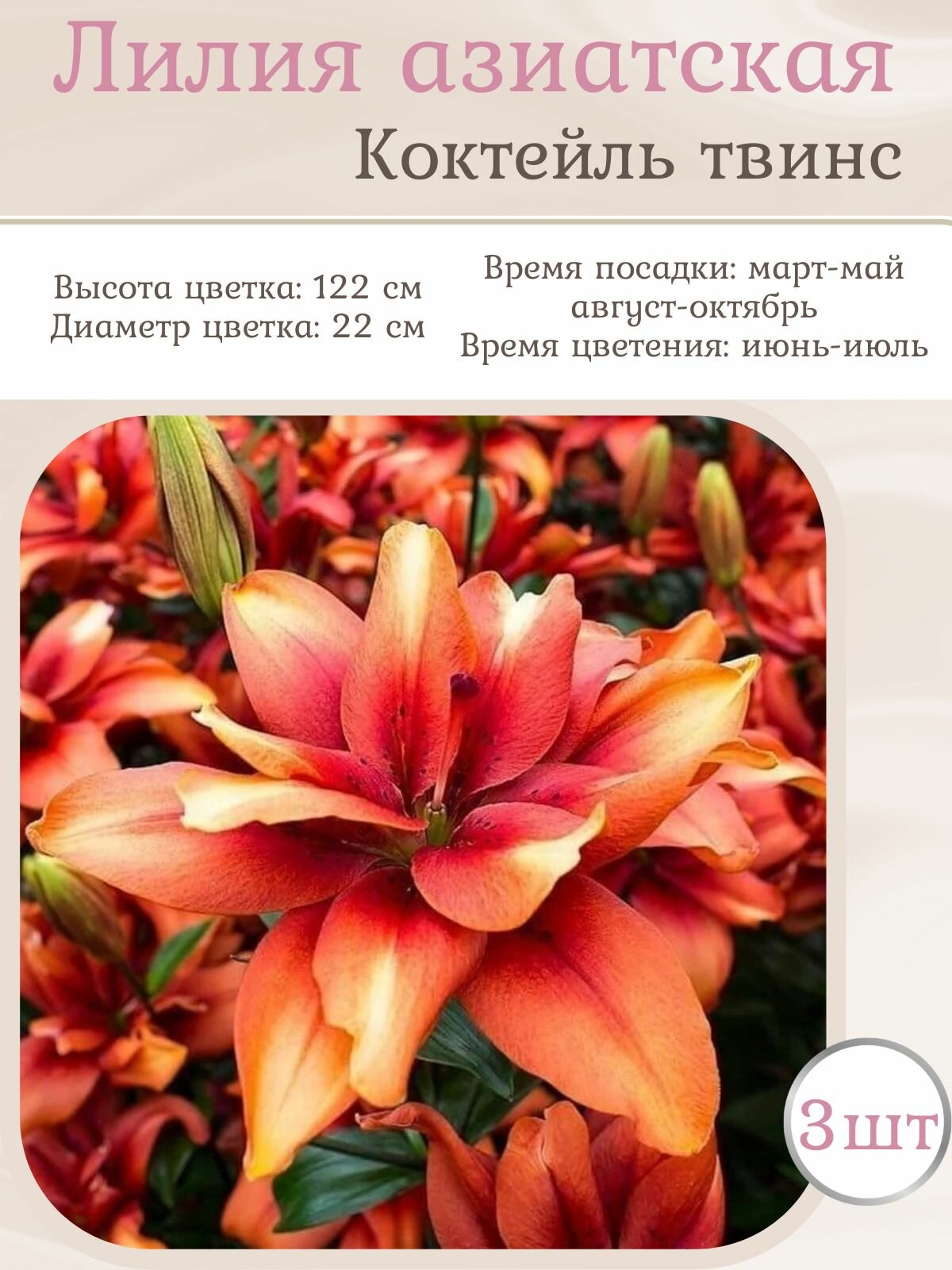 Лилия Азиатская, многолетние цветы, луковицы 3 шт