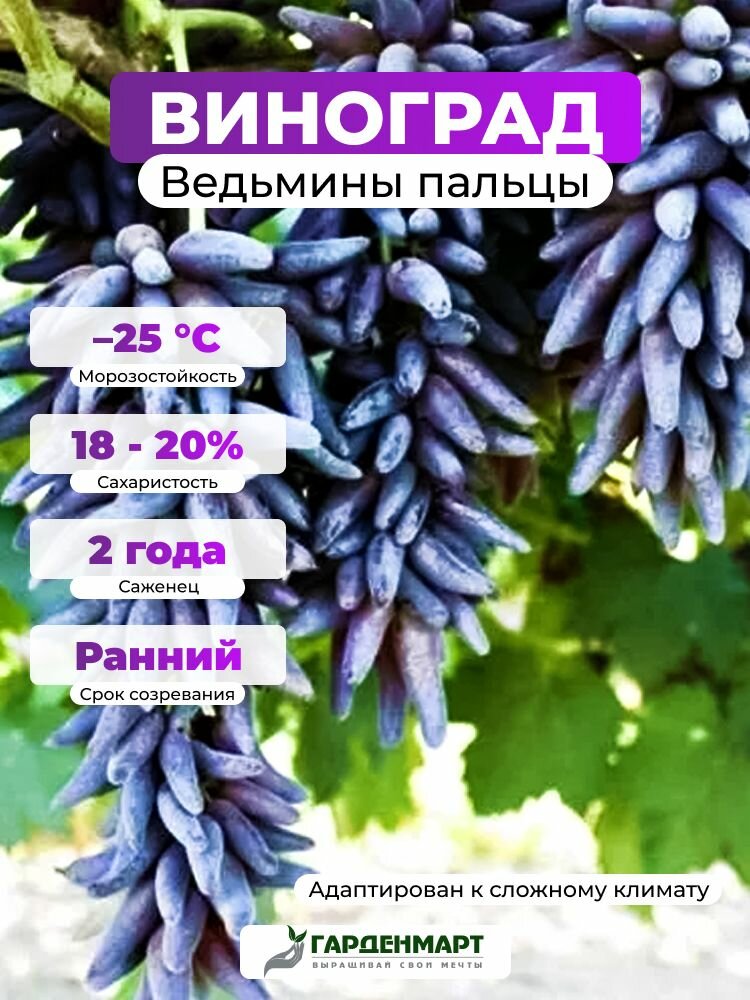 Саженец морозостойкий Виноград Ведьмины пальцы