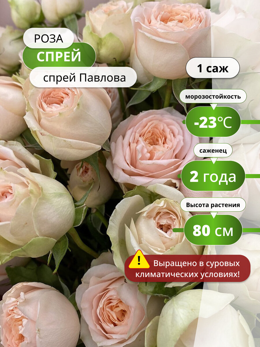 Роза спрей Павлова (Pavlova), нежно розово-зеленая, многолетняя, высота 80 см, 1