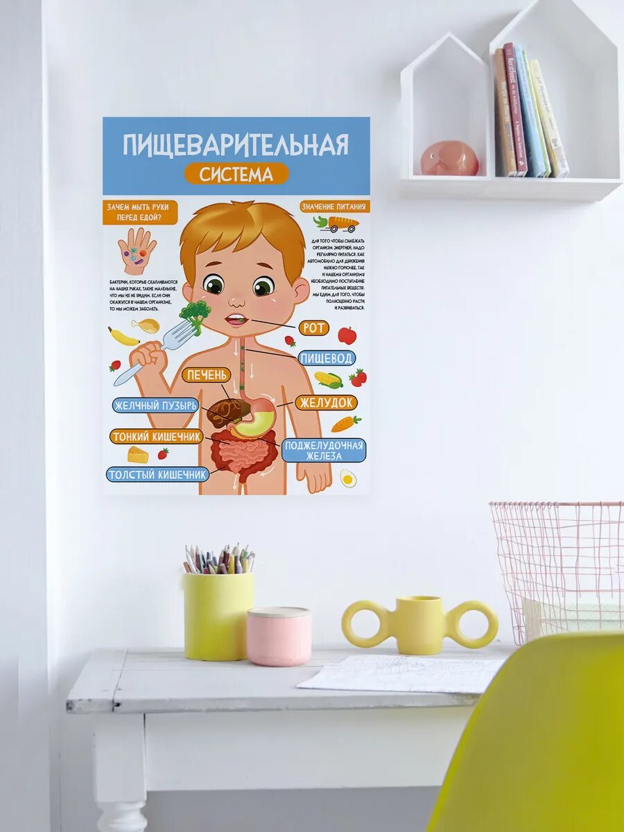 Постер обучающий пищеварительная система — фото 1