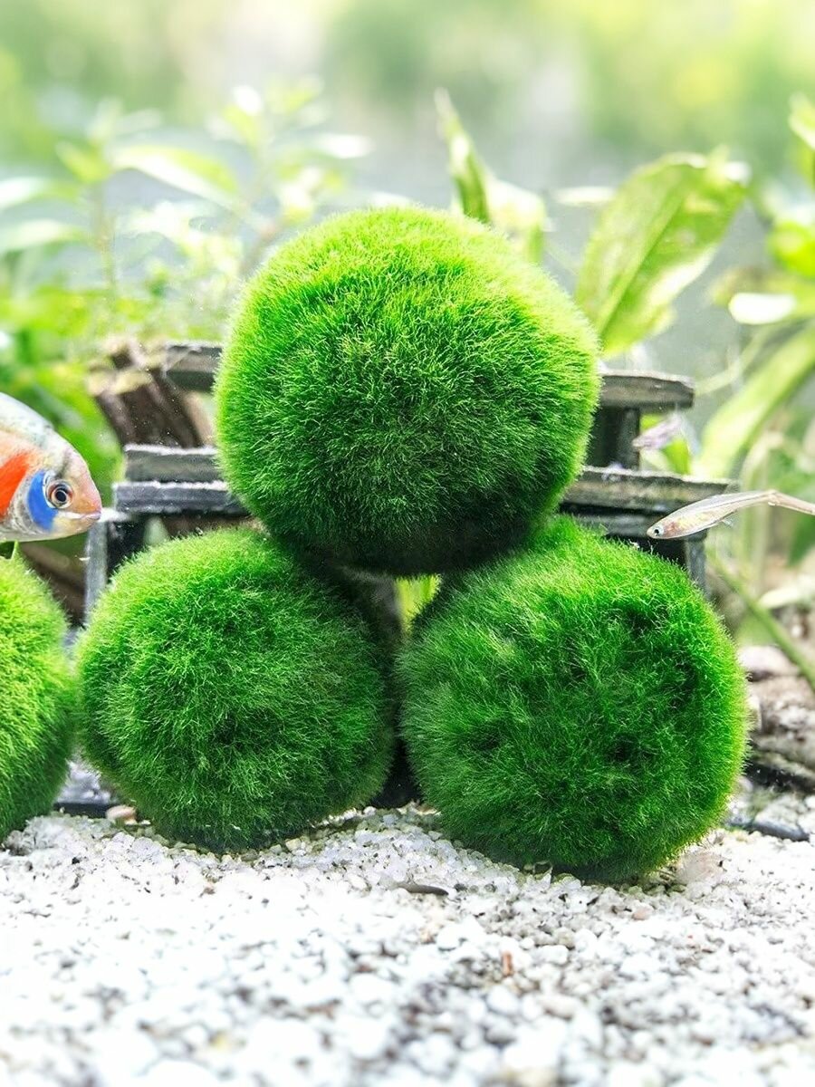 Аквариумный аквариумный шарик из морских водорослей 3 шт.