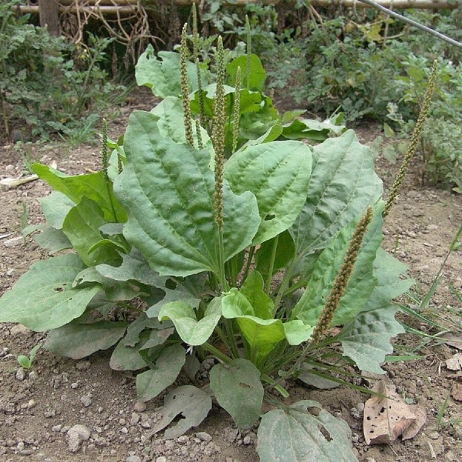 Семена Deodar SEEDS COMPANY Подорожник большой 50 шт.