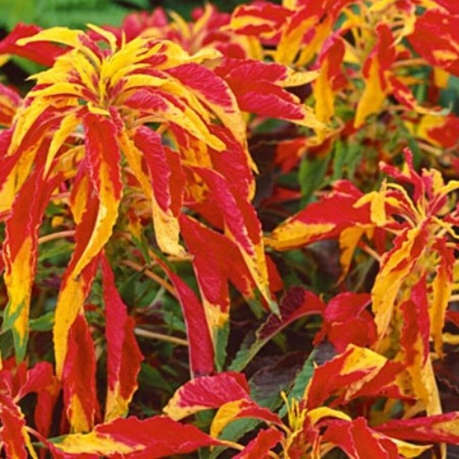 Семена Deodar SEEDS COMPANY Амарант трехцветный Совершенство 100 шт.