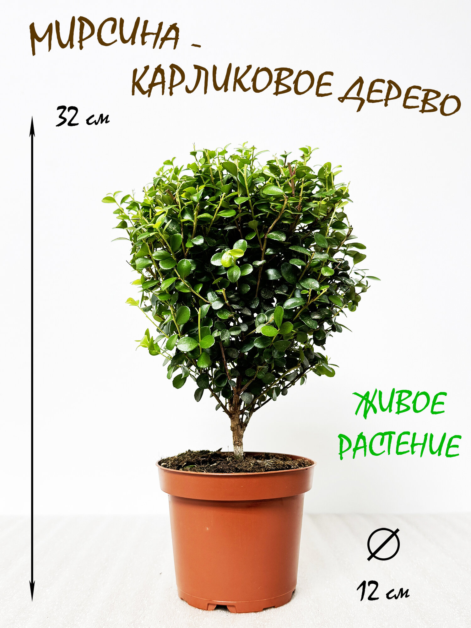 Мирсина деревце в горшке, PRO фикус живое растение, высота 30-33см