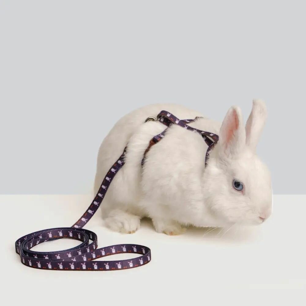 Petmax Комплект шлейка и поводок для грызунов Сплинтер, длина поводка 120 см, ширина ремешка 1 см, коричневый