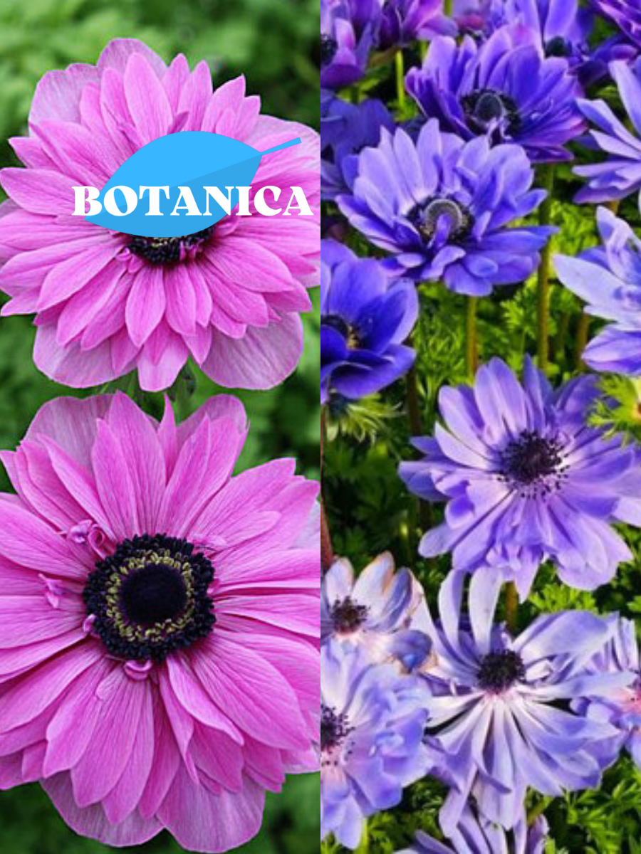 Луковицы цветов, botanica garden, TWIN, анемона адмирал 10 ШТ / анемона лорд лейтенант 10 ШТ (20 луковиц)