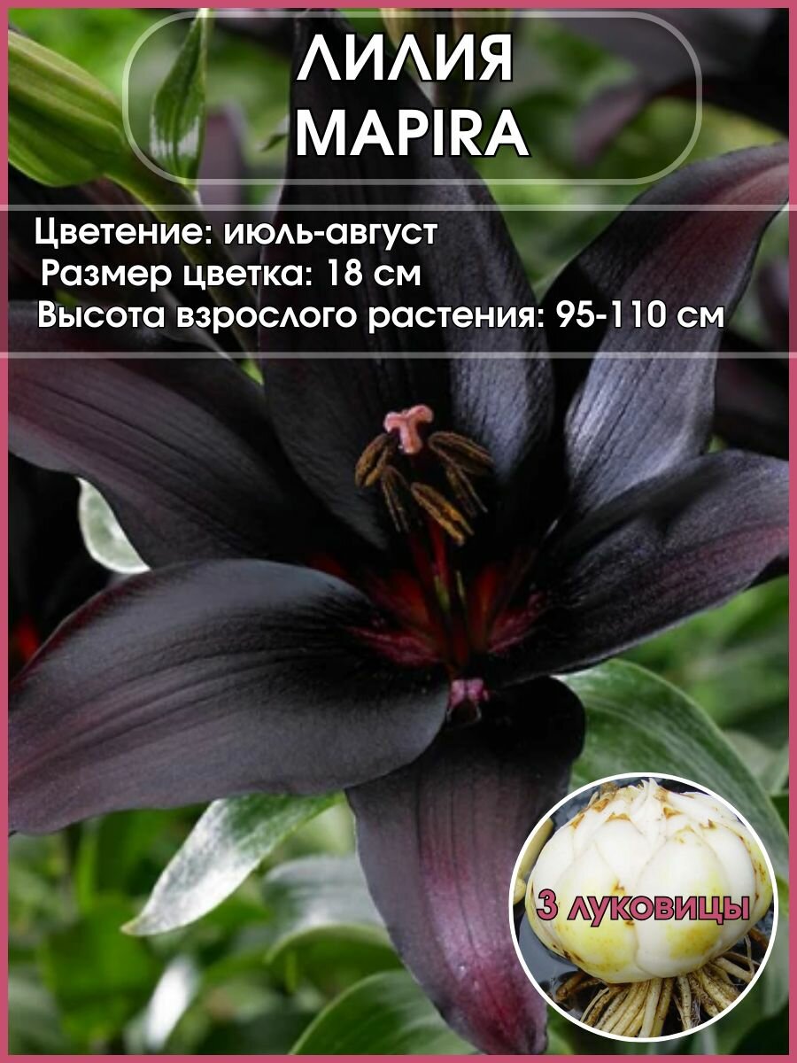 Лилия азиатская Мапира, луковицы 3 штуки