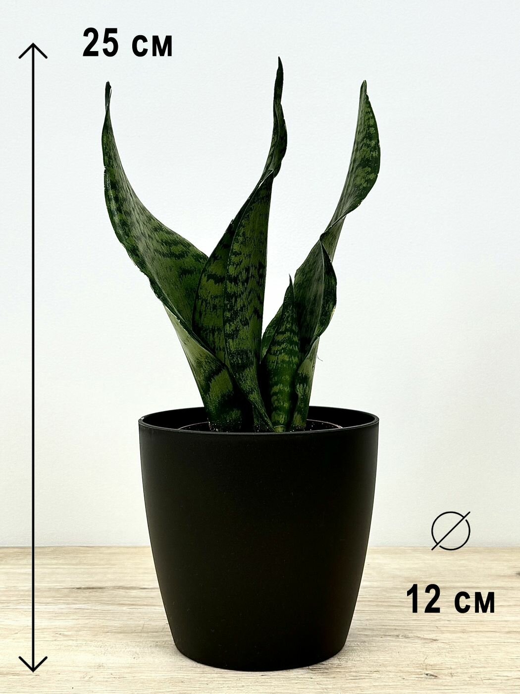 Сансевиерия Зейланика в пластиковом чёрном кашпо, высота композиции 25-30см