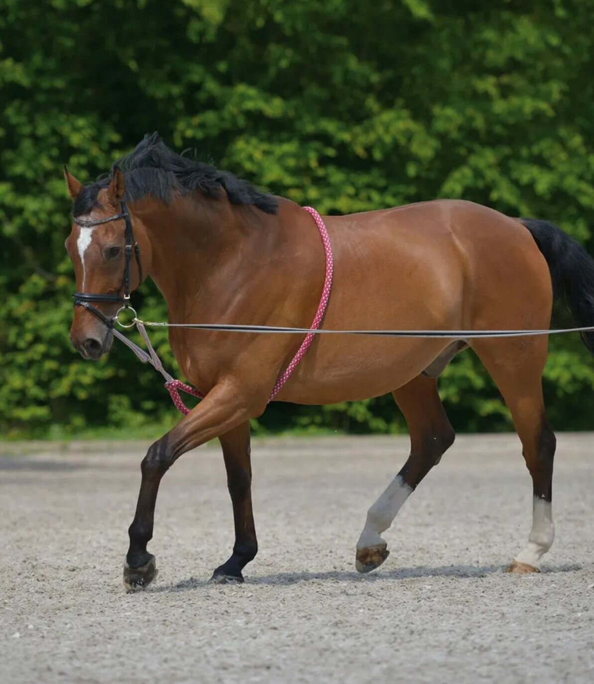 Лонжа для лошади NORTON, Чёрная, размер PONY ( 2,90 cм - 3,80 см)