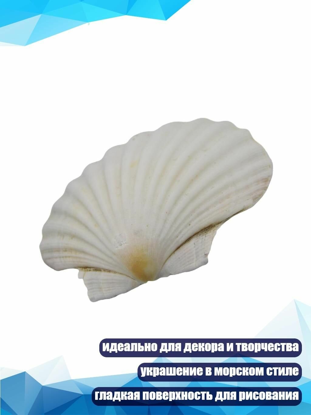 Большие ракушки для крафта, домашнего украшения и пляжного праздника белые гребешки Shell Art Projects, - L