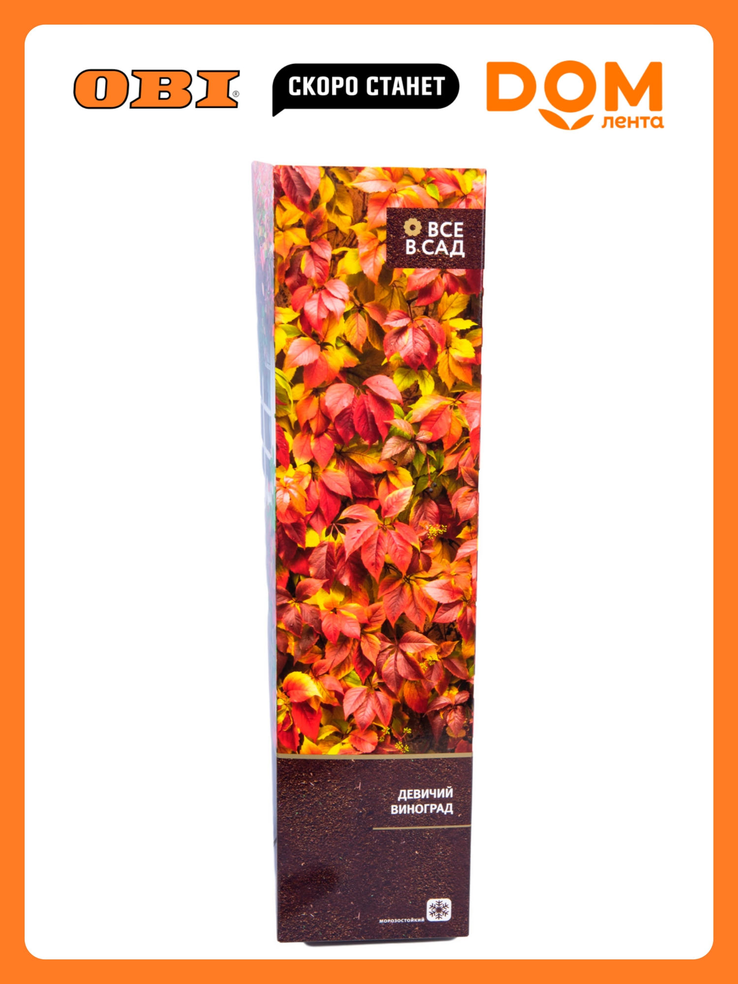 Вьющиеся лианы 7Цветов, многолетние, теневыносливые, неприхотливые, 1 шт