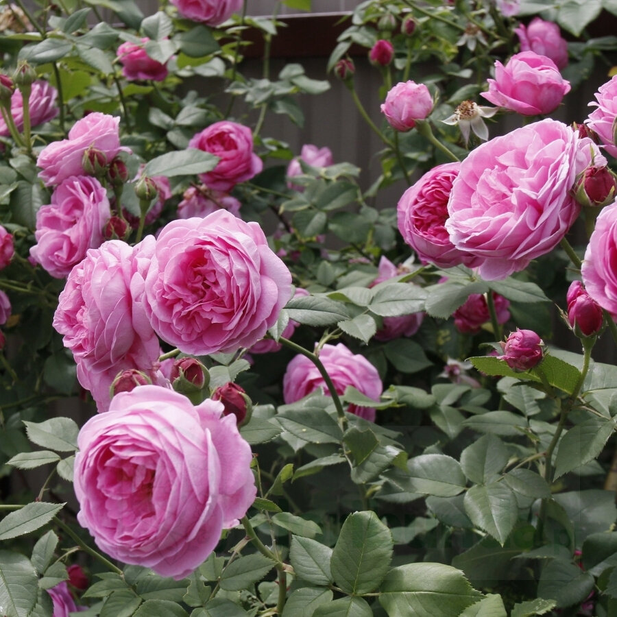 Роза Луис Одьер (1 саженец), Польша