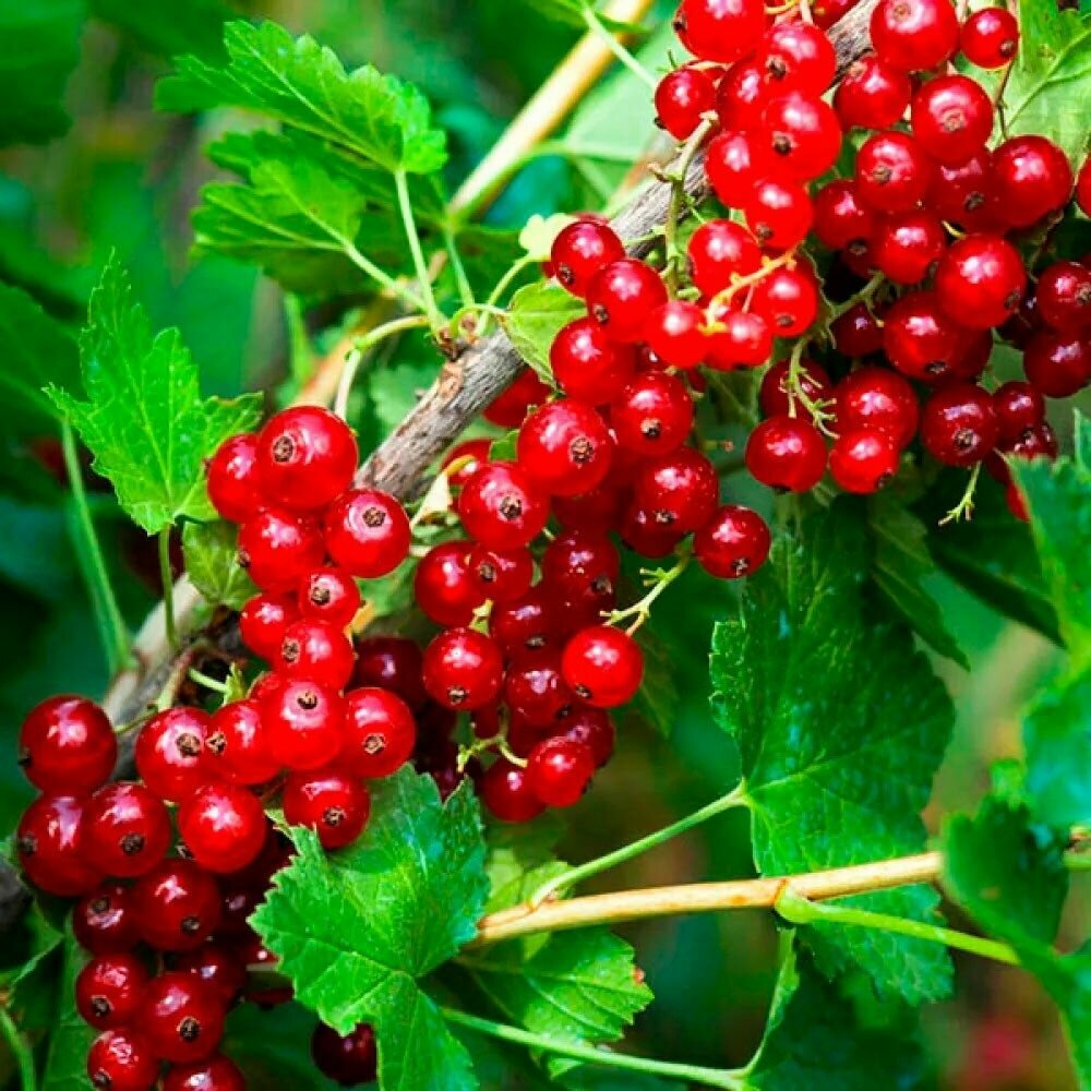 Смородина красная Ненаглядная / многолетний, морозостойкий сорт