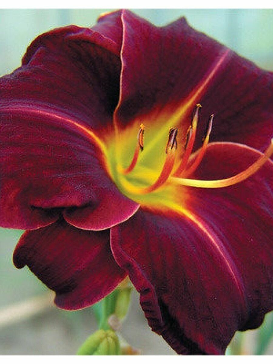 Лилейник Эд Мюрей