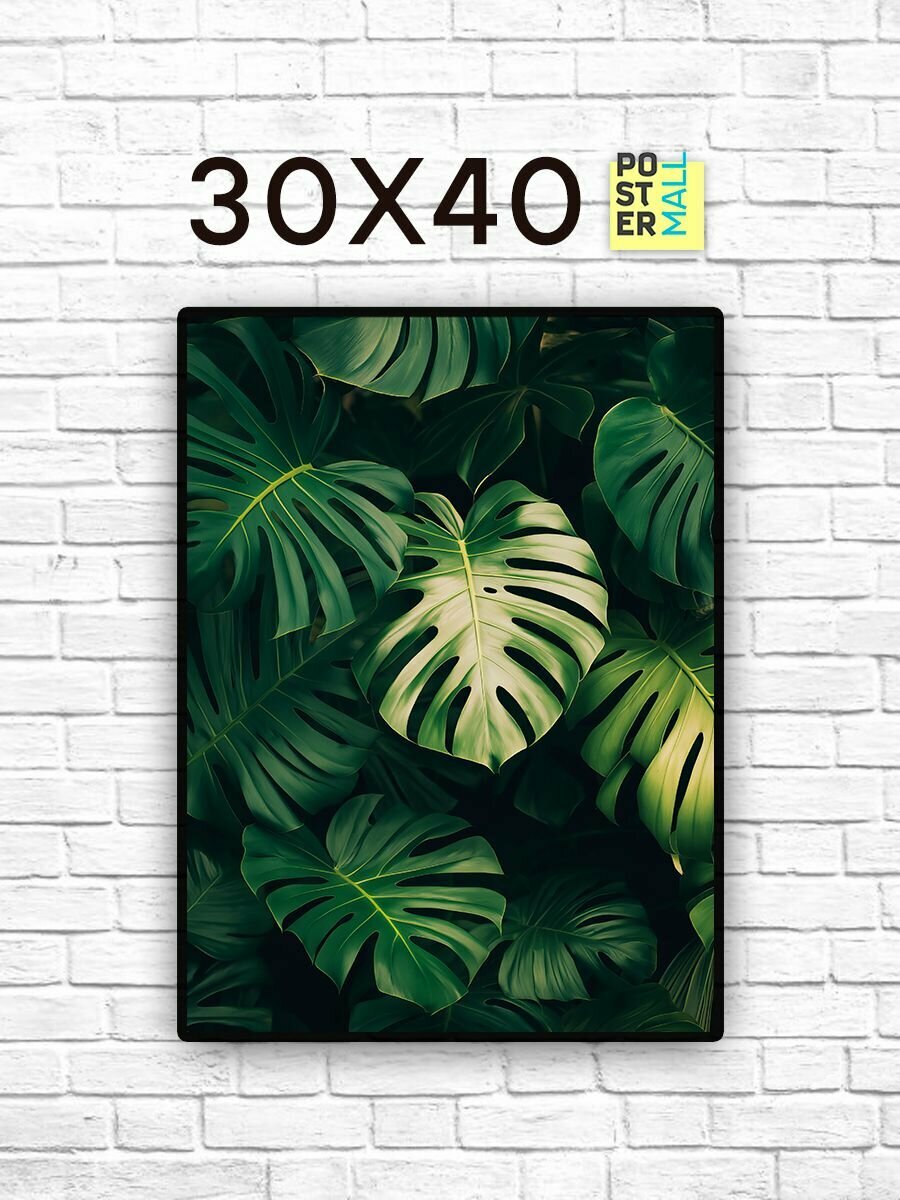 Постер 30х40 см. Растения - Монстера