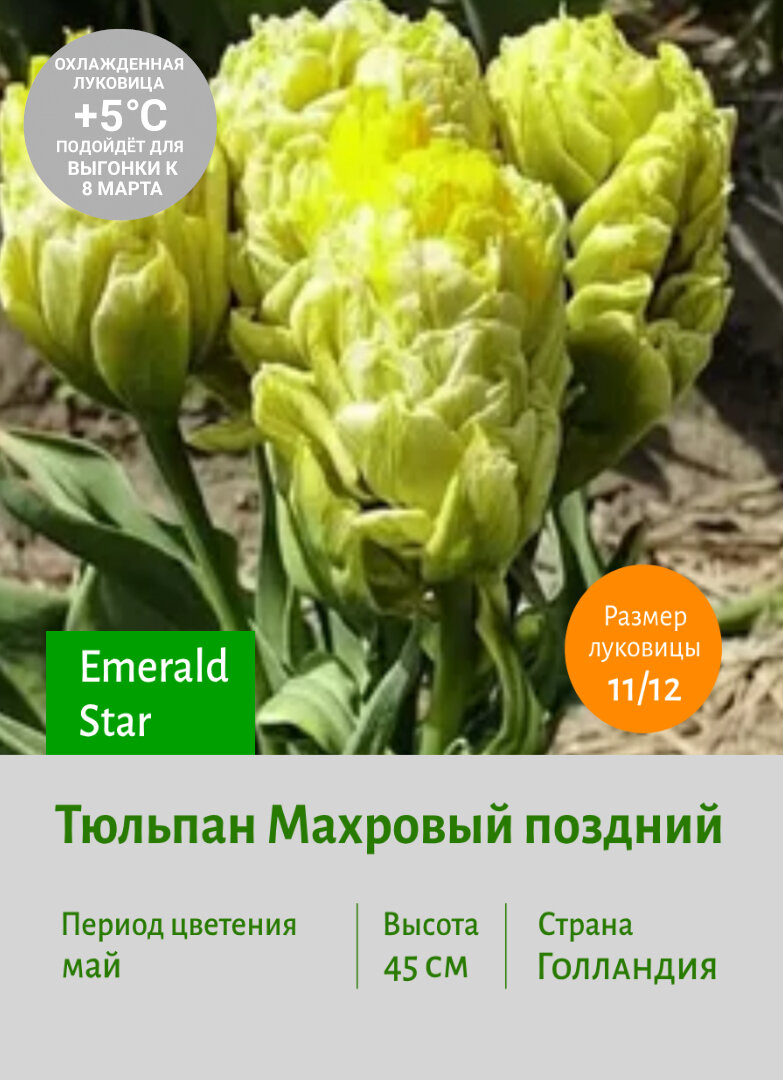 Тюльпан Эмералд Стар (Emerald Star) махровый поздний луковицы 3 шт сотка