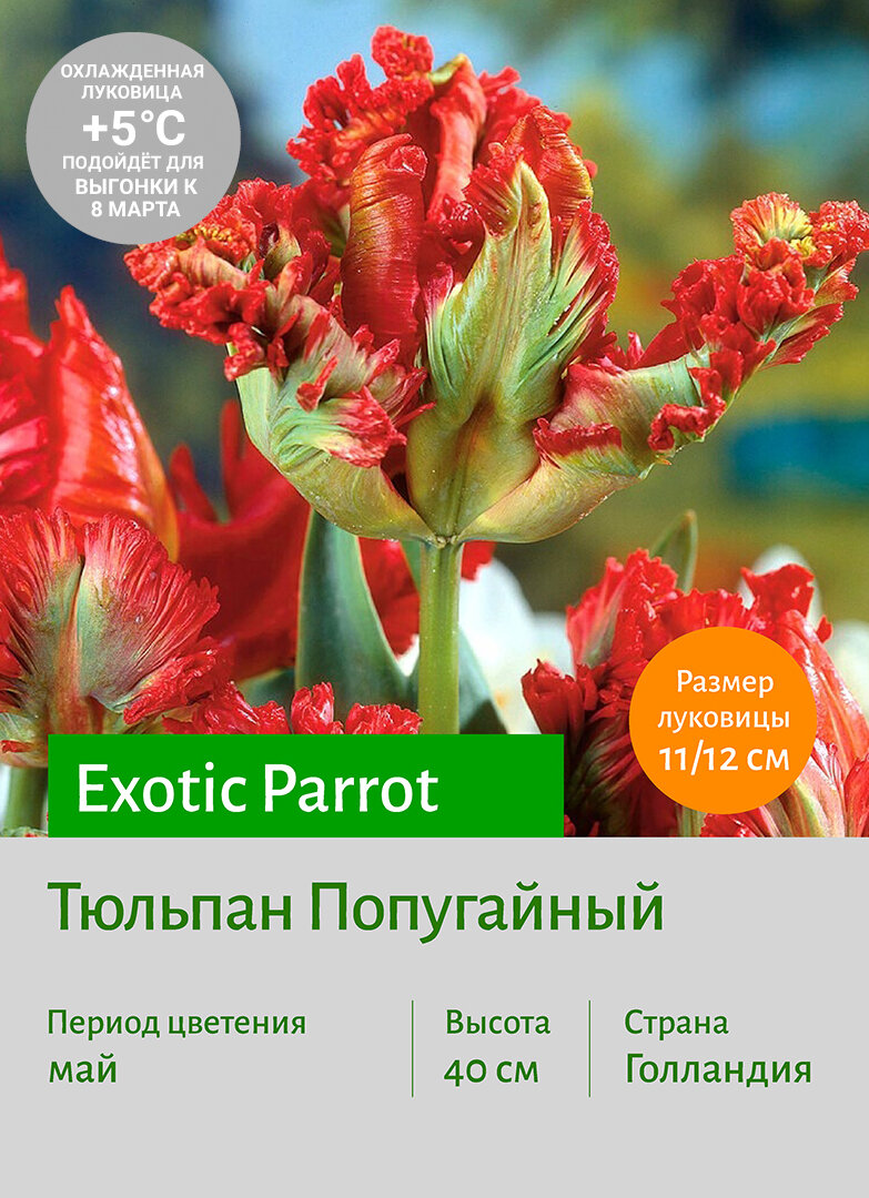Тюльпан Экзотик Пэррот (Exotic Parrot) попугайный луковицы 7 шт сотка
