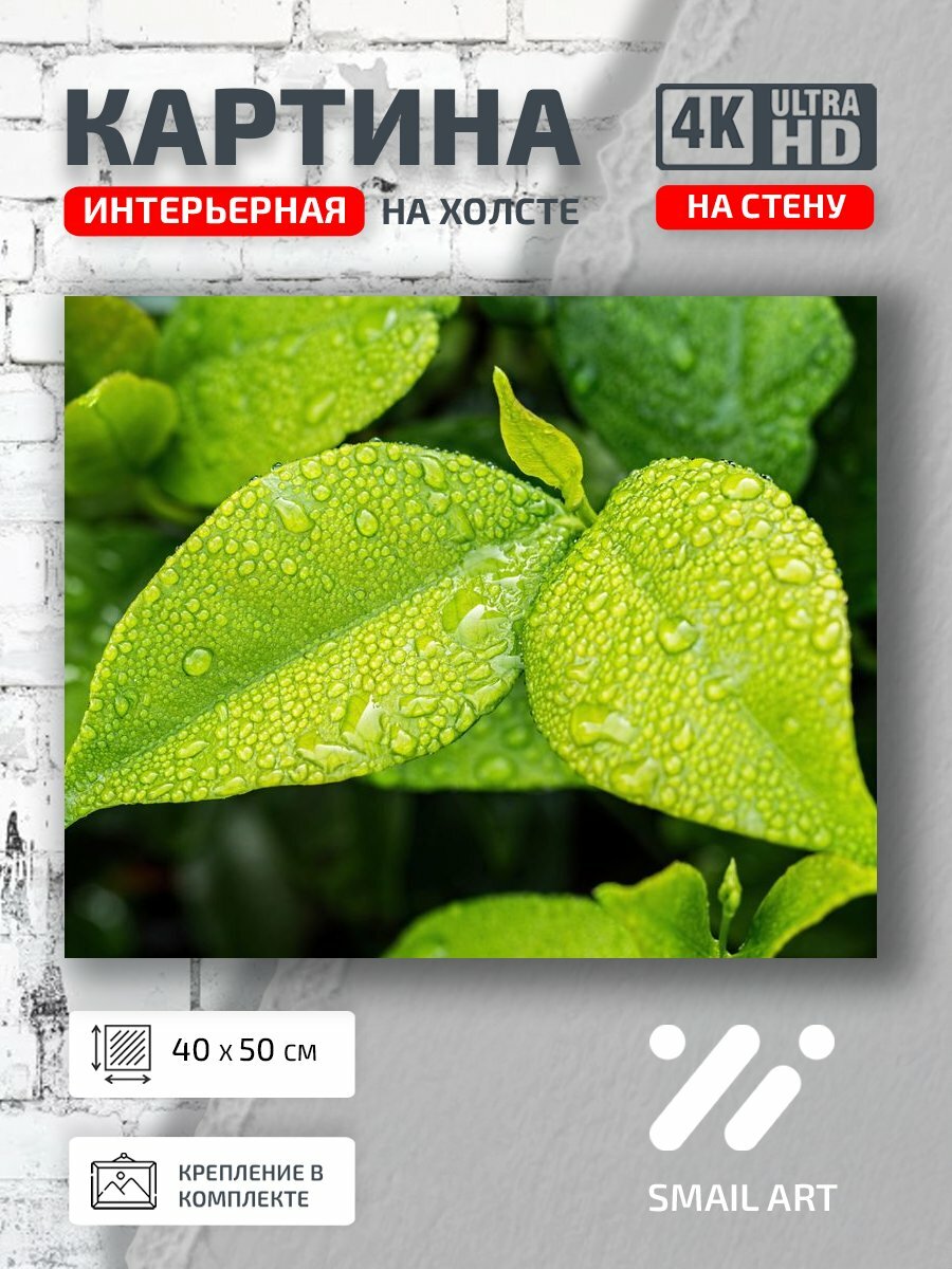 Картина на холсте интерьерная 40 на 50 на стену Капли Macro для гостиной макро интерьер