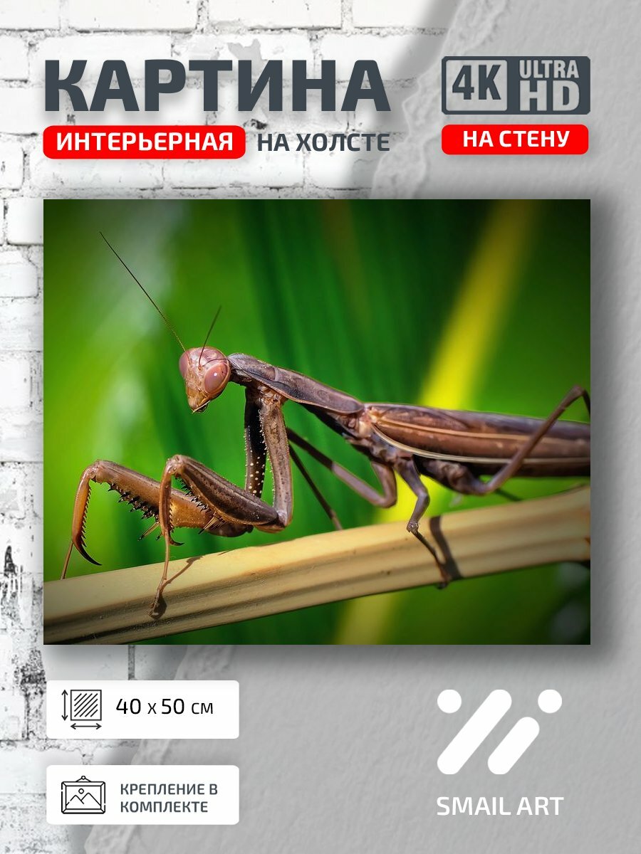 Картина на холсте интерьерная 40 на 50 на стену Богомол Landscape для спальни пейзаж декор