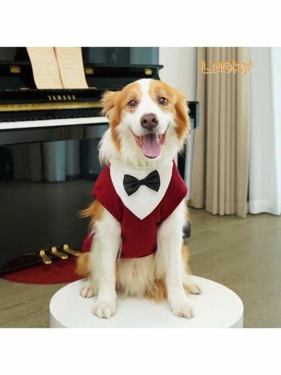 Праздничная одежда для домашних животных, осенние и зимние новые костюмы