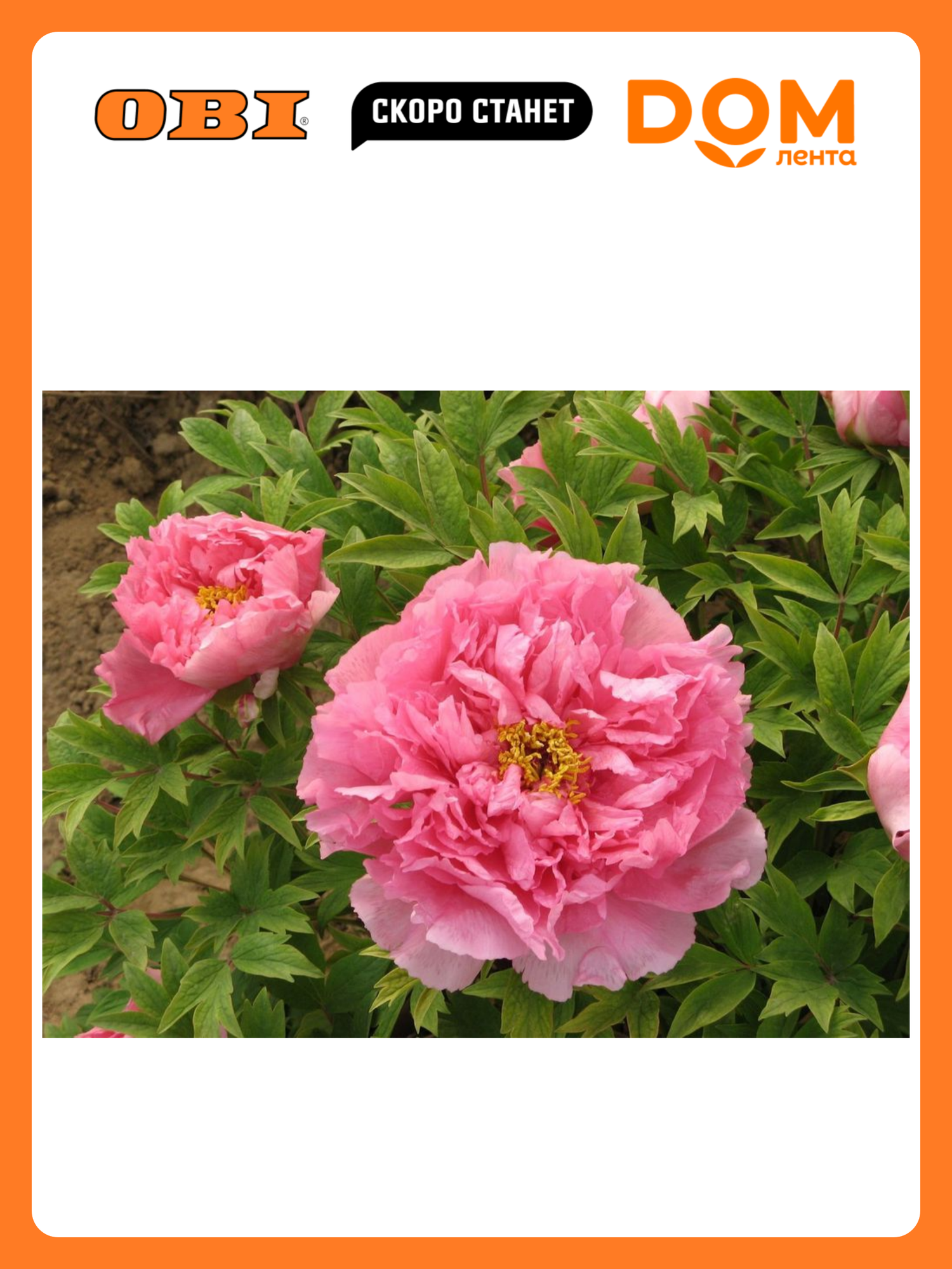 Растение Пион древовидный Серебристый ручей 1 шт