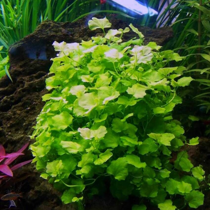 Кардамин лирата (Cardamine Lyrata) - 15 веток. Живое аквариумное растение
