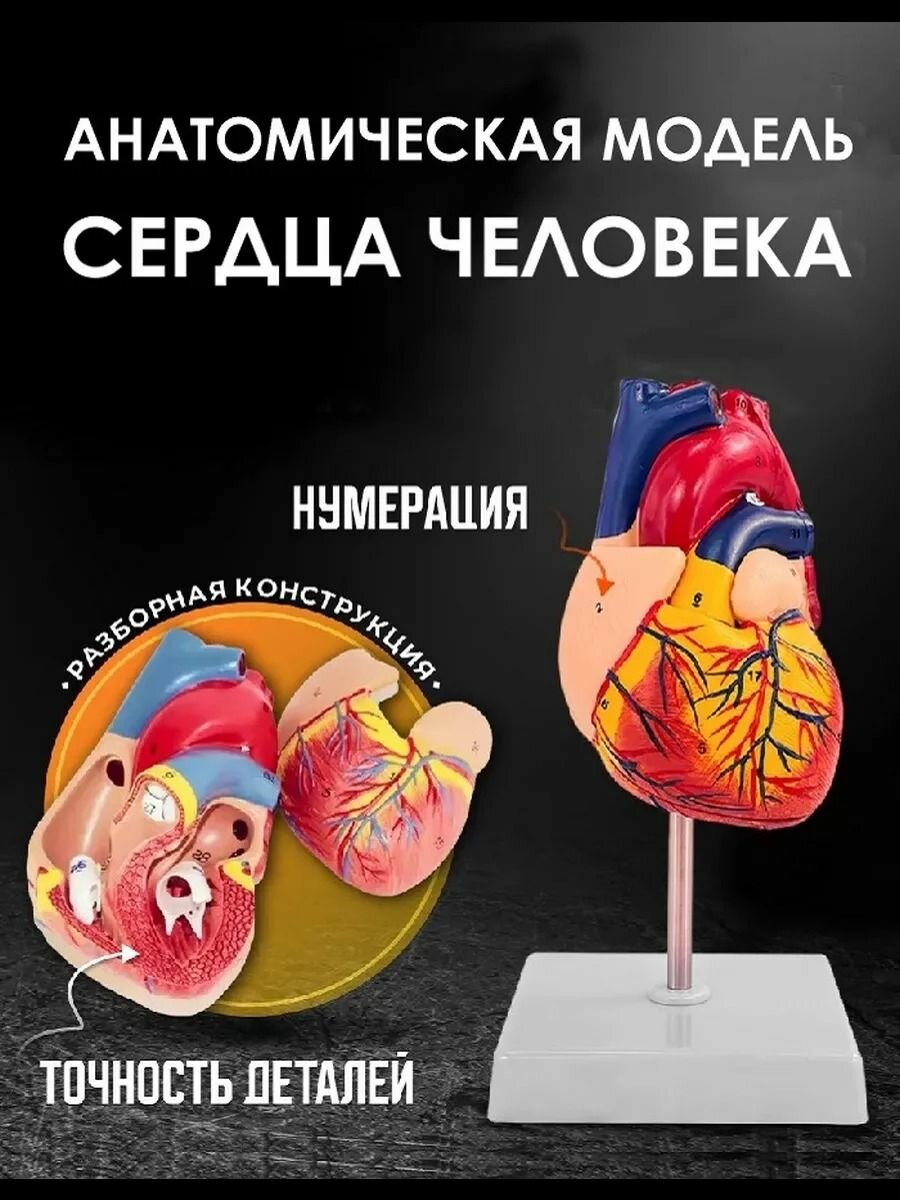 Макет сердца человека анатомическая модель