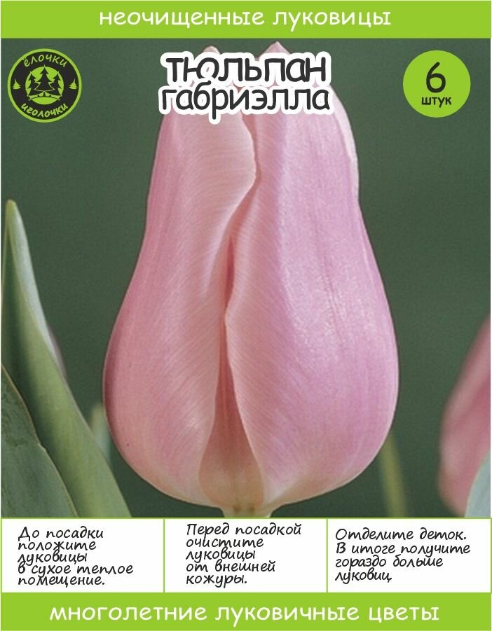 Тюльпан Луковица, Габриэлла, 6 +шт
