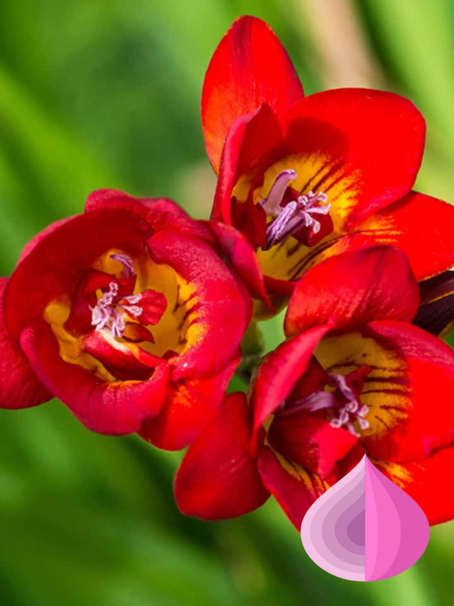 Луковицы цветов, bulbs servise, Фрезия Дабл Красная ( 10 штук )