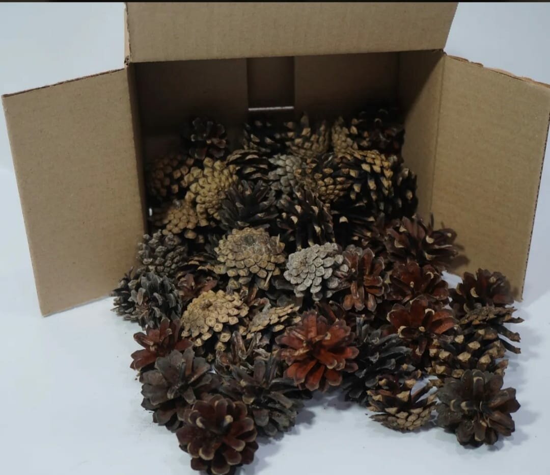 Набор сосновых шишек 15шт