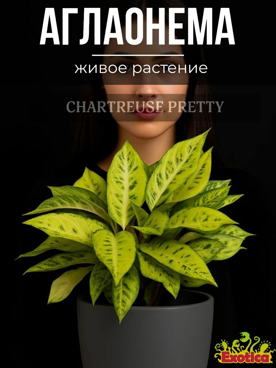 Аглаонема Шартрез Претти (Aglaonema Chartreuse Pretty) D12см, домашний цветок